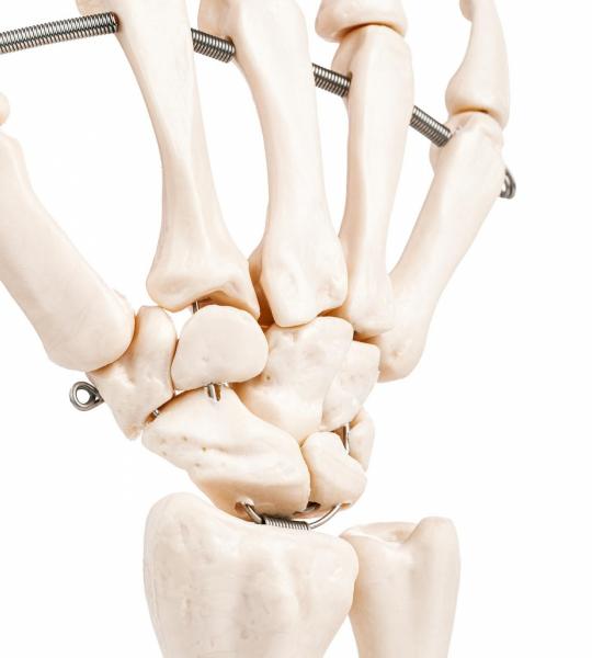 Hand Joint Model For Anatomical Studies
