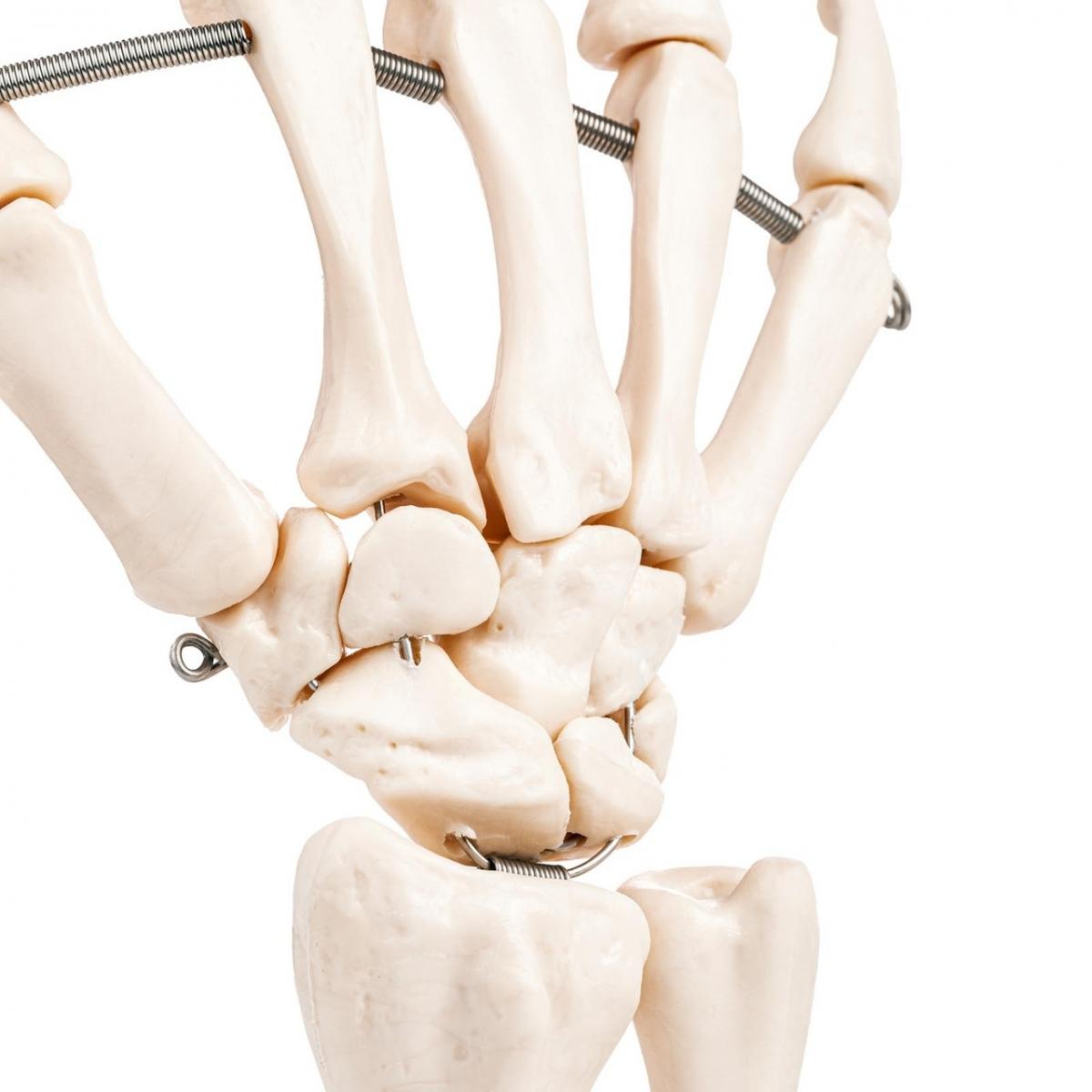 Hand Joint Model For Anatomical Studies
