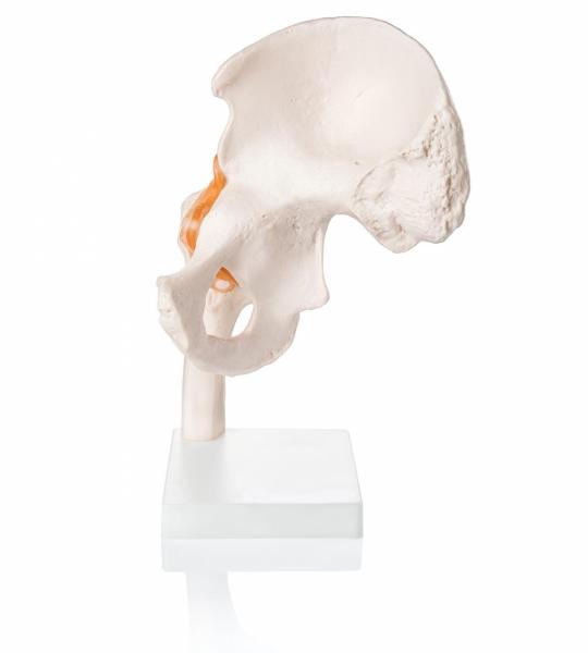Hip Joint Model (Life-Size) With Ligaments