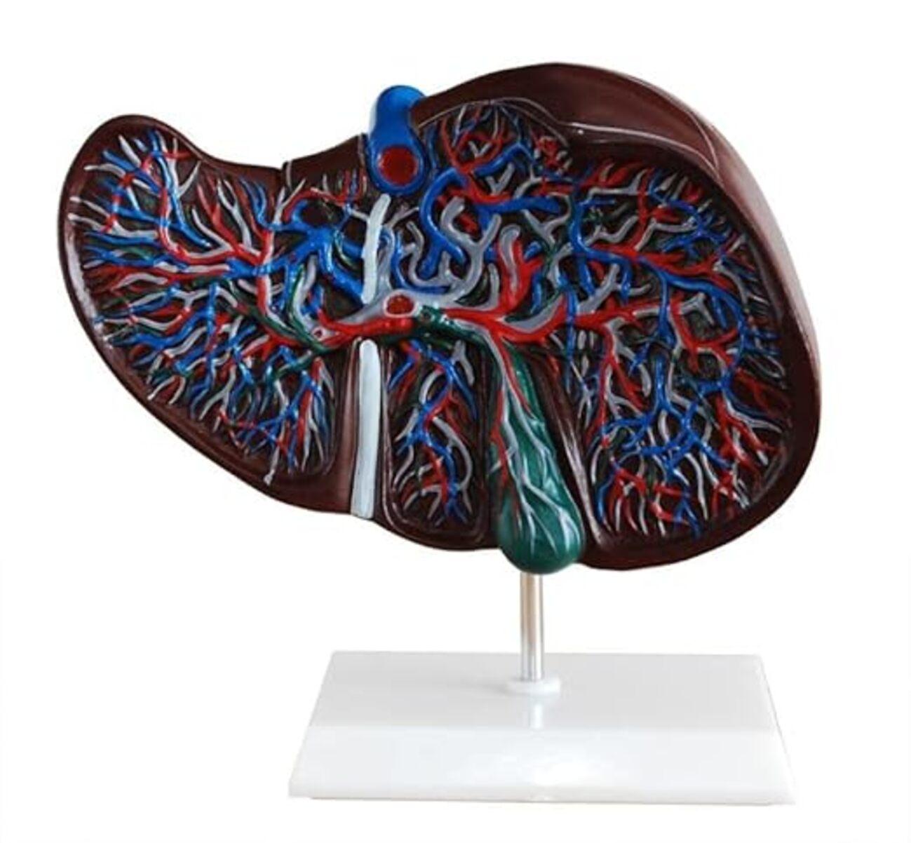 Human Liver Model