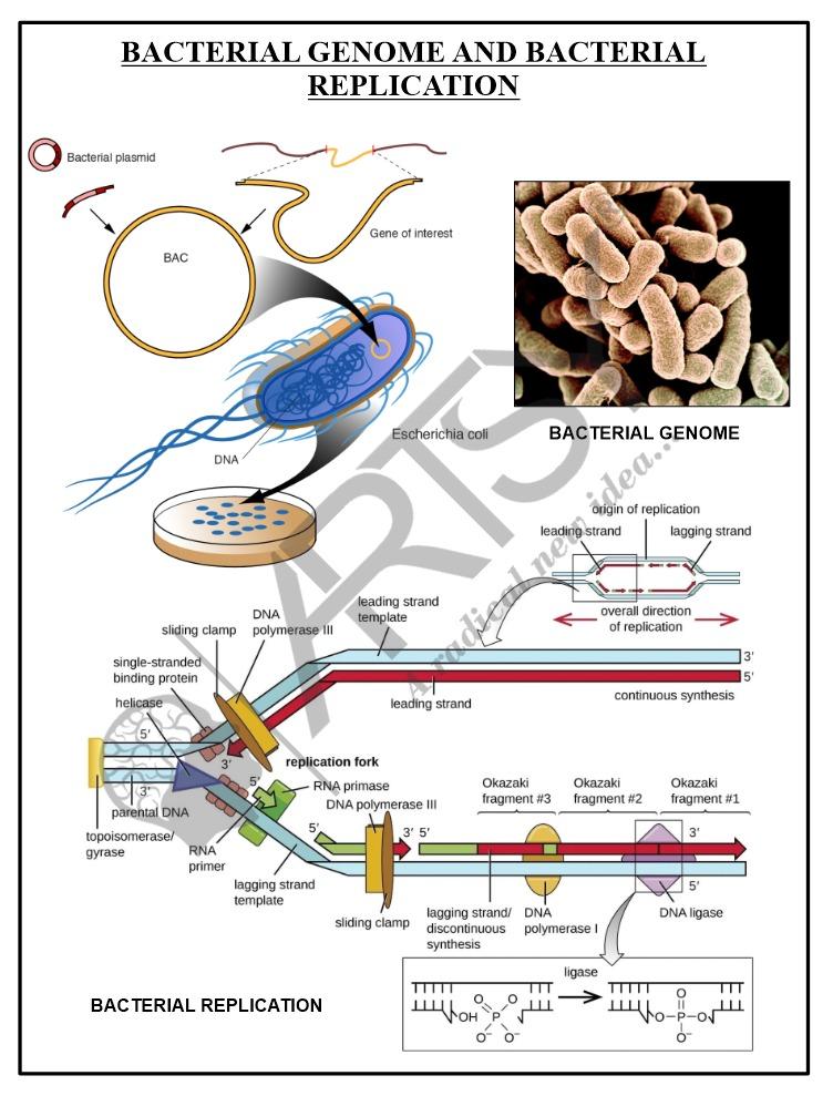Bio Chemistry Chart